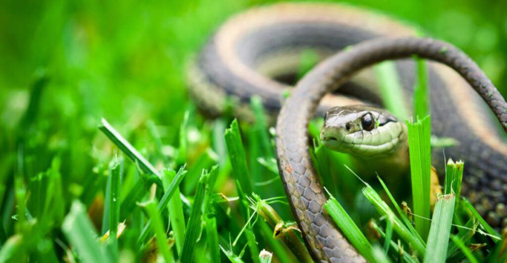 13 Things That Roll Out The Welcome Mat For Snakes