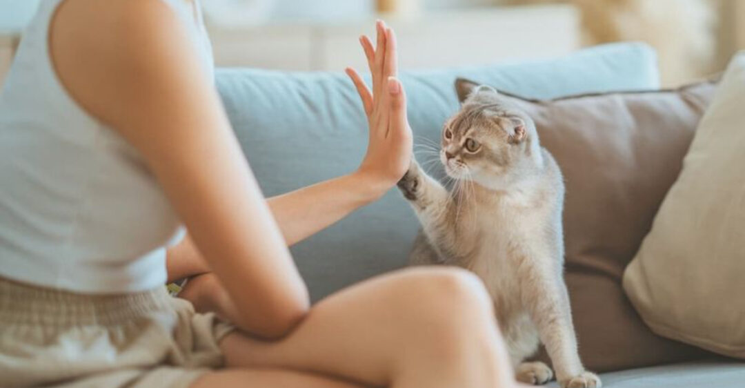 13 Tried-And-True Cat Training Tips That Actually Make A Difference