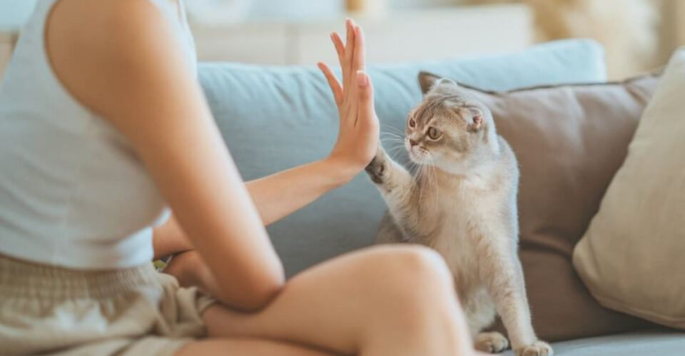 13 Tried-And-True Cat Training Tips That Actually Make A Difference