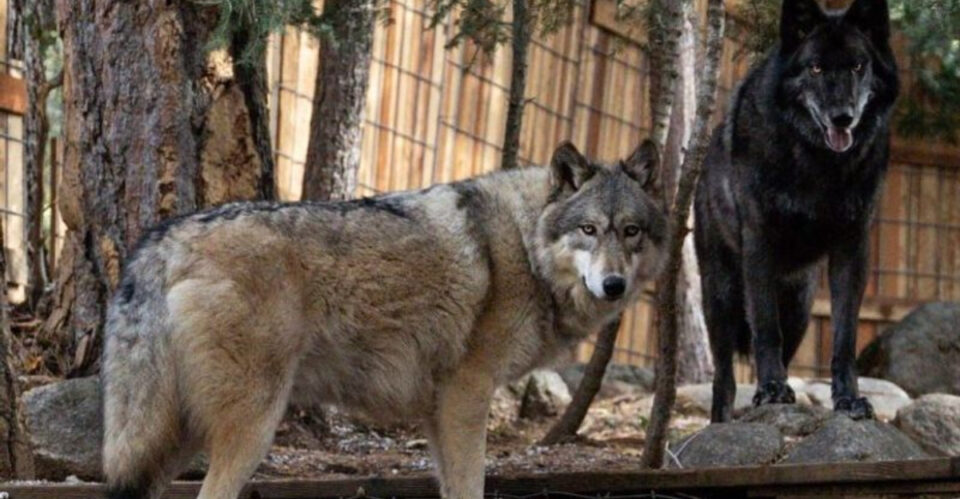 16 Animals With The Most Bizarre Eyes You Won’t Believe Are Real