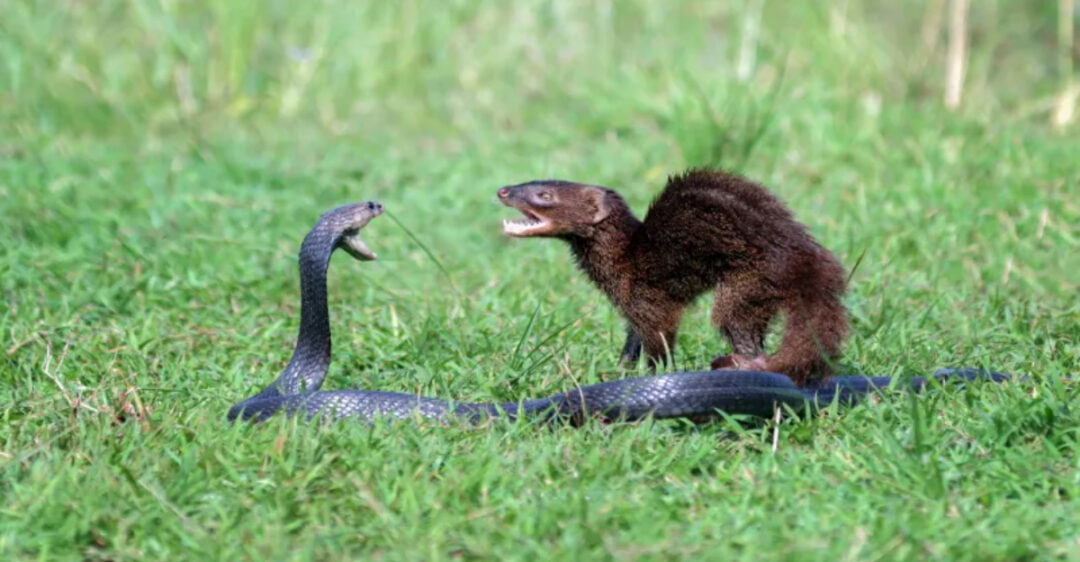 13 Wild Animals That Are Immune To Lethal Venom