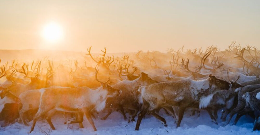 13 Wild Facts About Caribou Migration Across North America