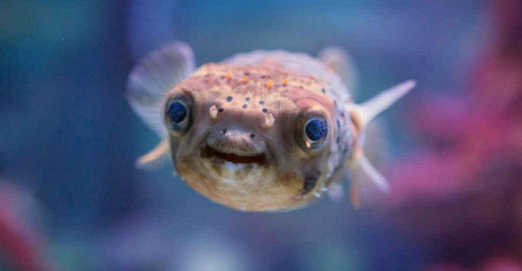 14 Animals With Innocent Faces And Lethal Reputations