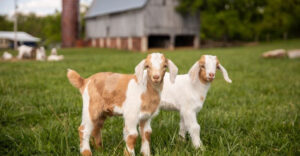 14 Best Farm Animals For Small Farms Across America