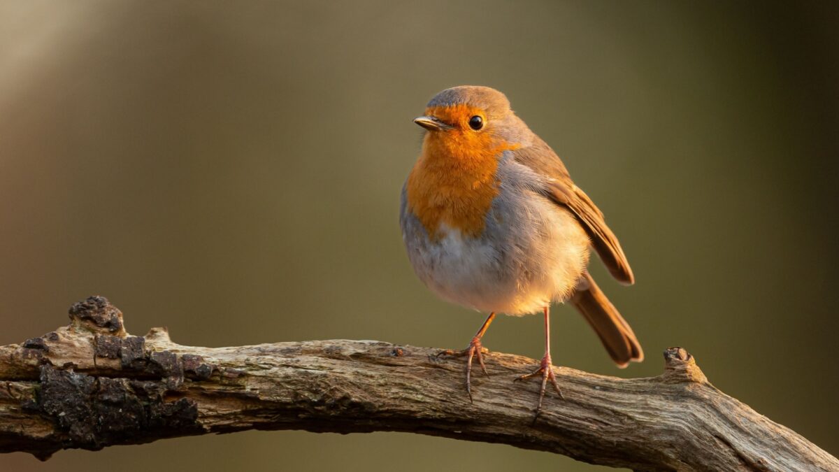 14 Birds That Could Easily Be Mistaken For Robins