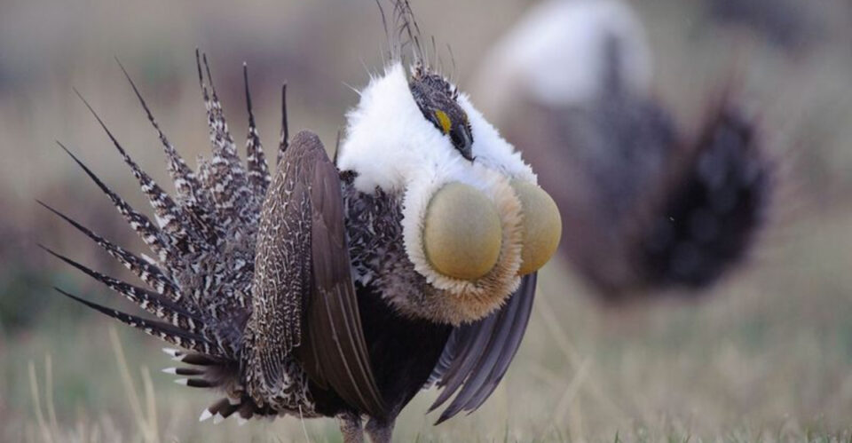16 Birds That Puff Up Their Feathers (And The Reasons Why)