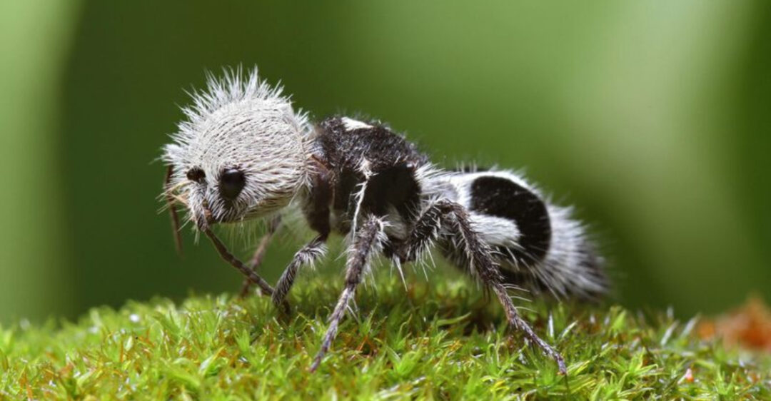 14 Bizarre Insects You've Never Heard Of And How They're Changing Science