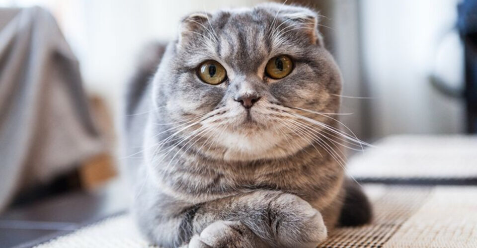 14 Cat Breeds That Thrive On Quiet Bonding Rather Than Constant Interaction