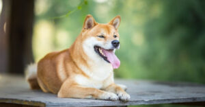 14 Chill Dog Breeds For People Who Love Quiet Company