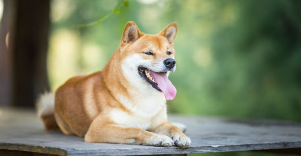 14 Chill Dog Breeds For People Who Love Quiet Company