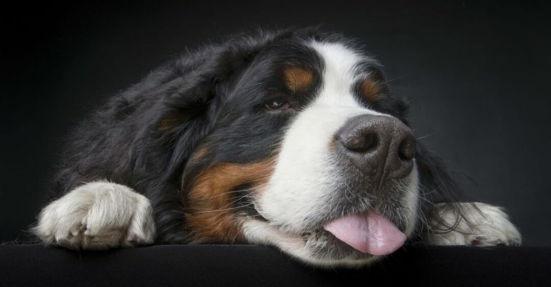 14 Dog Breeds So Quirky They'll Win You Over Instantly