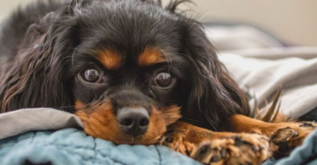 14 Dog Breeds That Love Introverts And Match Their Energy