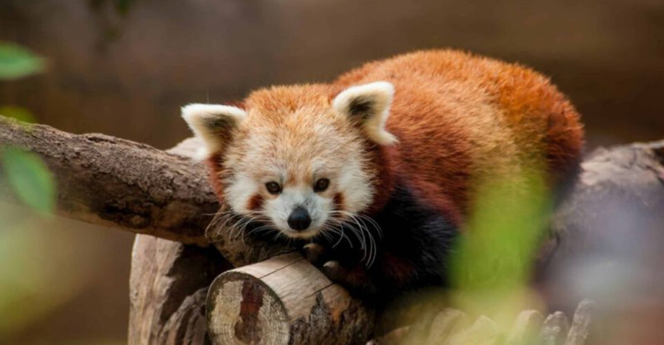 14 Facts That Prove Red Pandas Are More Than Just Cute