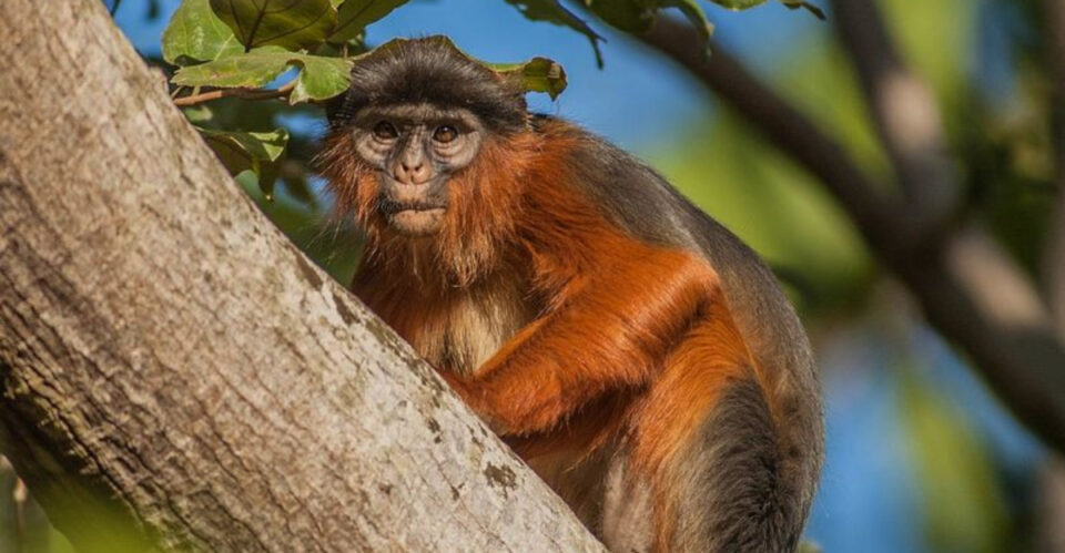 14 Forest-Dwelling Animals That Disappeared As Trees Fell