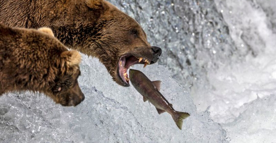 14 Legendary American Animals Wildlife Lovers Should Experience