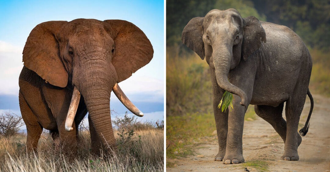 14 Major Differences Between African And Asian Elephants