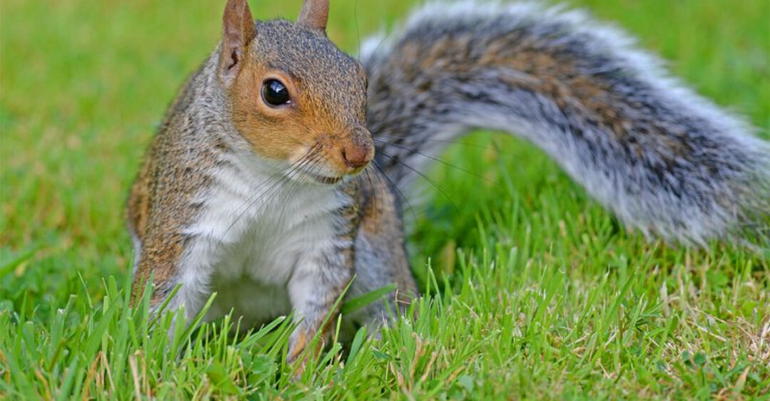 14 Most Intelligent Animal Species In North America – And Why They Are ...