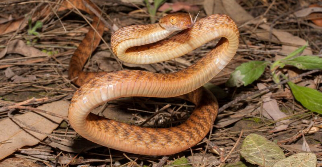 14 Most Venomous And Dangerous Snakes In The U.S.