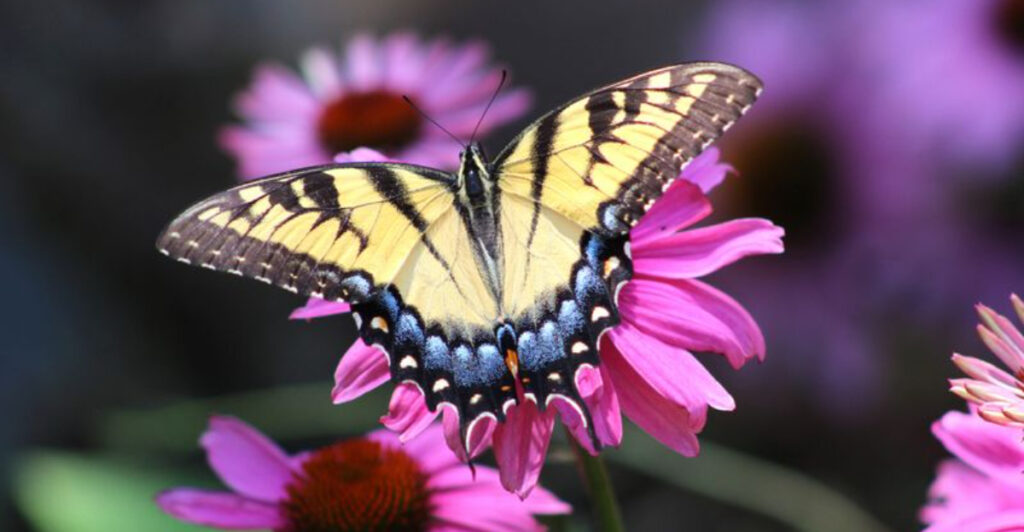 14 Plants That Attract Swallowtail Butterflies To Your Garden