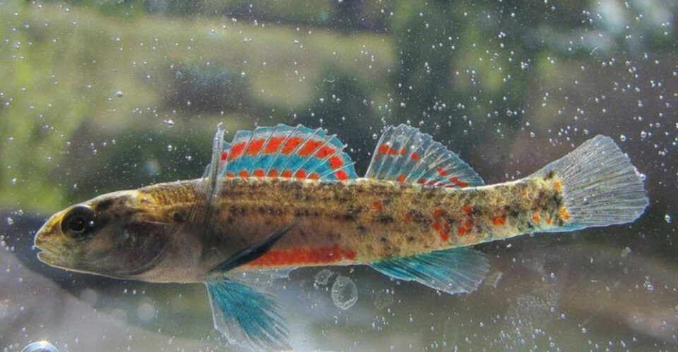 14 Rare Alabama Animals That Are On The Brink Of Extinction (Based On ...