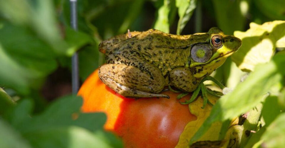 15 Reasons Frogs Play A Crucial Role In Your Garden's Health