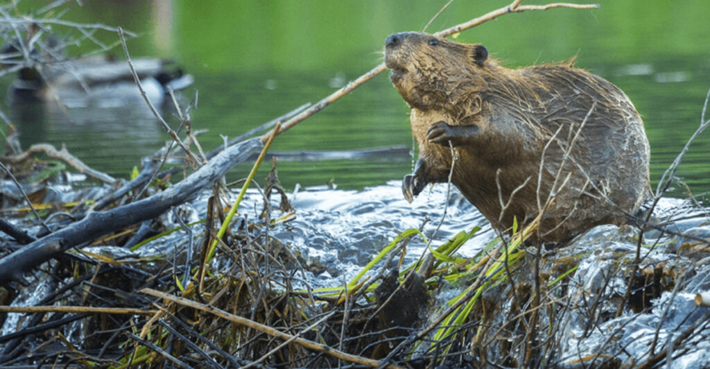 14 Reasons Reintroducing Beavers Is Helping Nature Bounce Back
