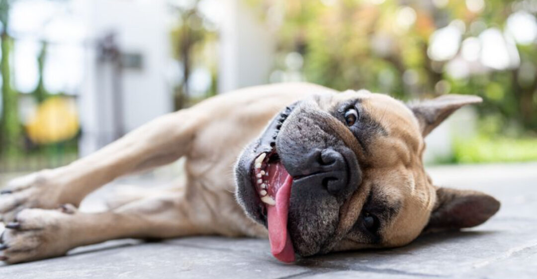 14 Silent Signs Your Dog Is Overheating And Why You Might Be Missing Them