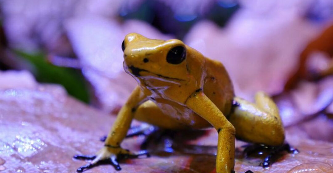 21 Animals With Features That Will Leave You Speechless