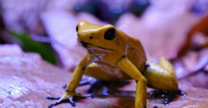 14 Small Animals That Are Shockingly Lethal To Humans