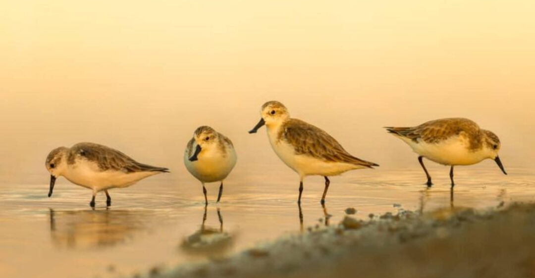 14 Smart Ways To Support And Protect Wild Birds