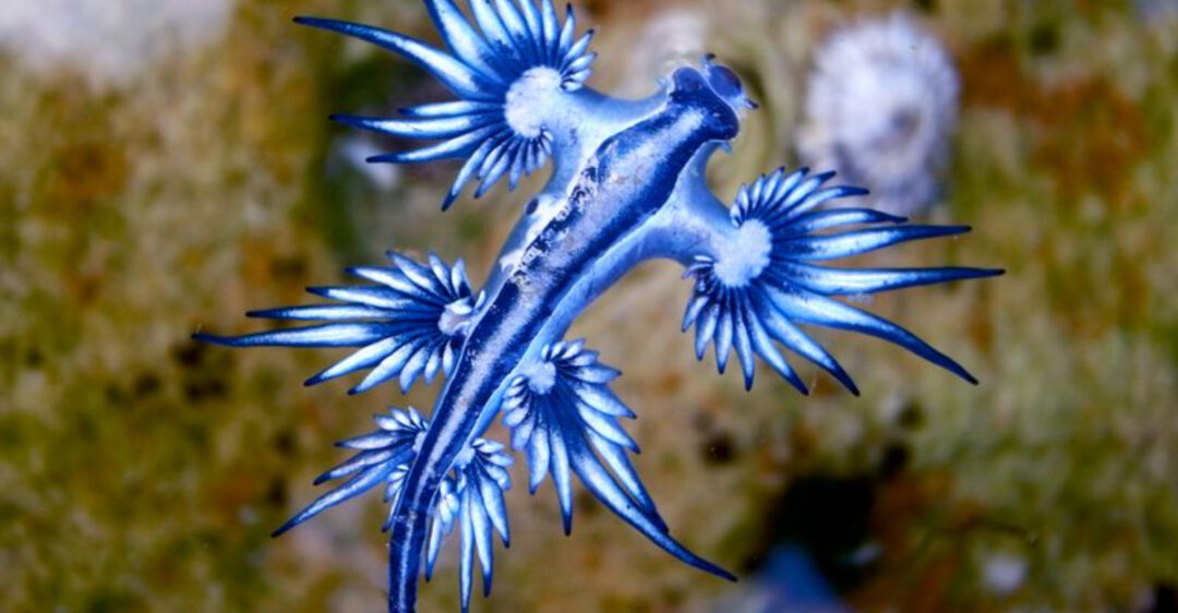 14 Striking Blue Animals That Can Cause Serious Harm