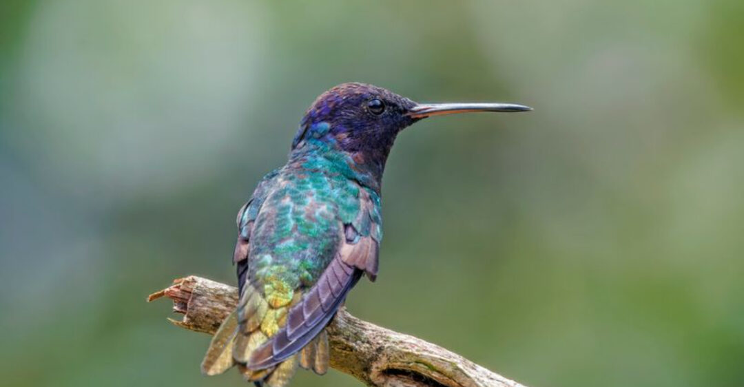 14 Stunning Hummingbird Species You Won't Spot In U.S. Skies