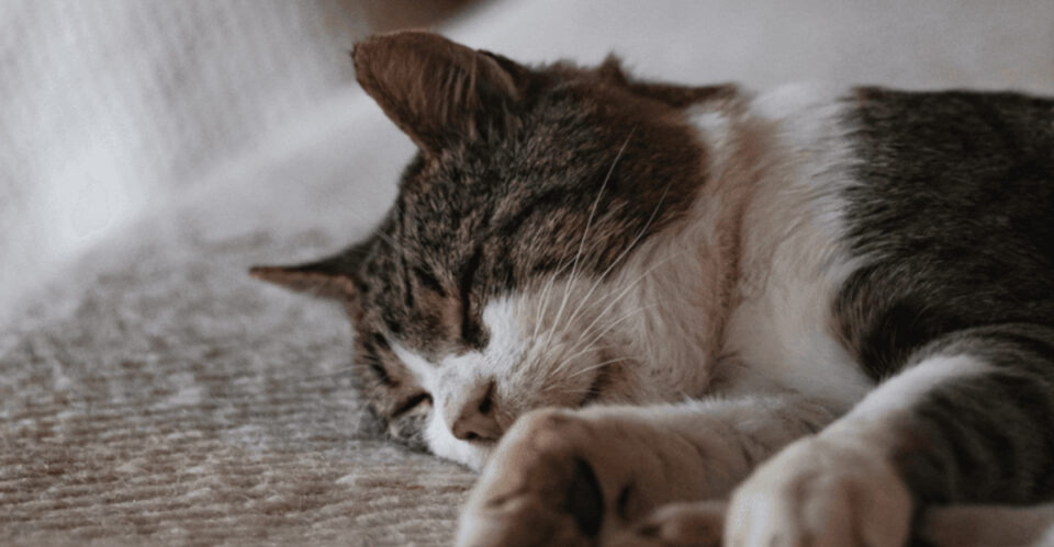 14 Subtle Indicators That Your Cat May Be Approaching The End Of Their ...