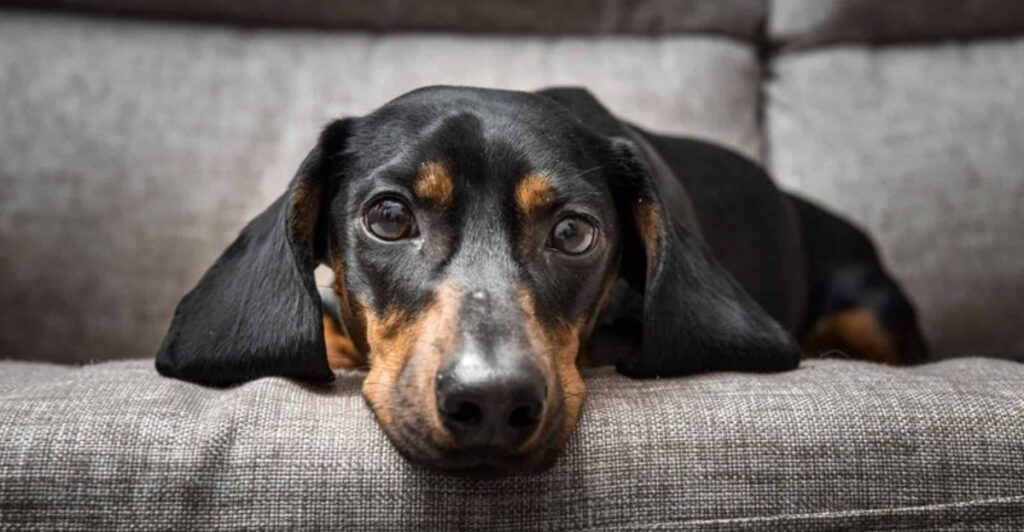 14 Things Every Dog Owner Should Be Aware Of According To Veterinarians