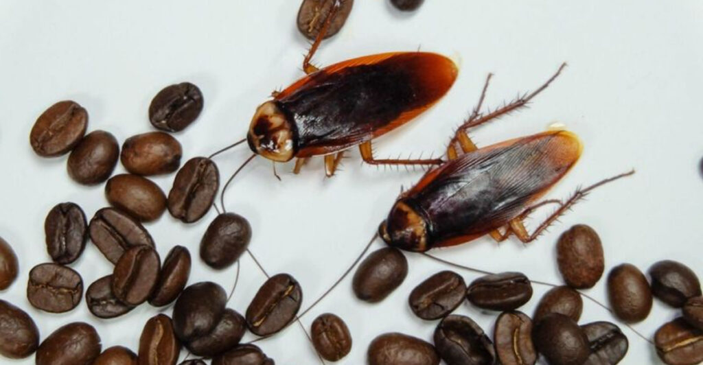 14 Things We Enjoy That Bugs Can't Stand