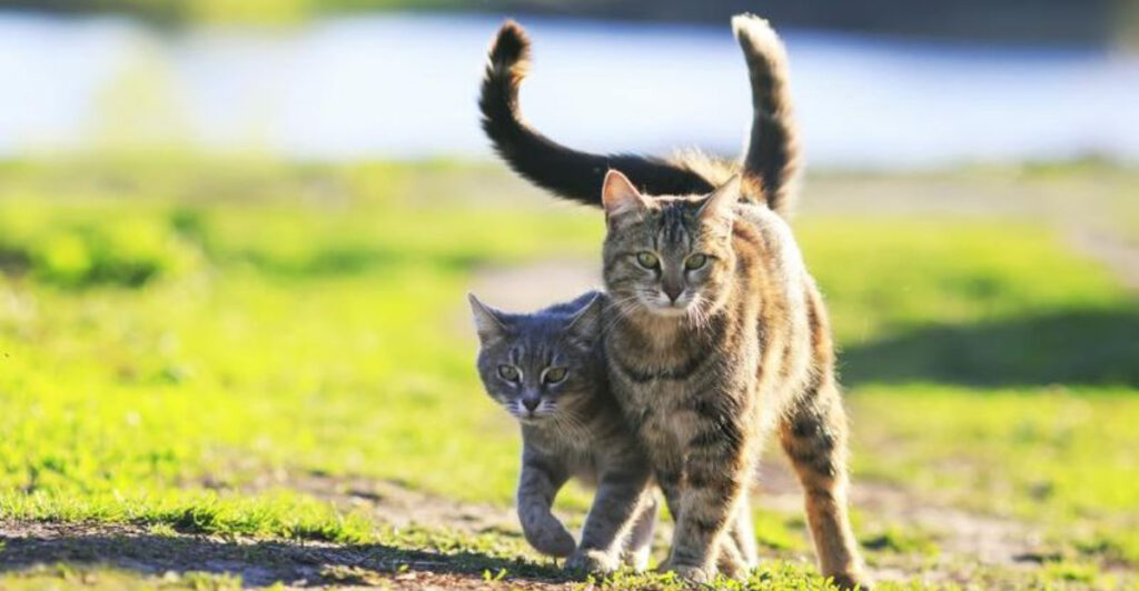 14 Things You Probably Didn't Know About Female Cats In Heat