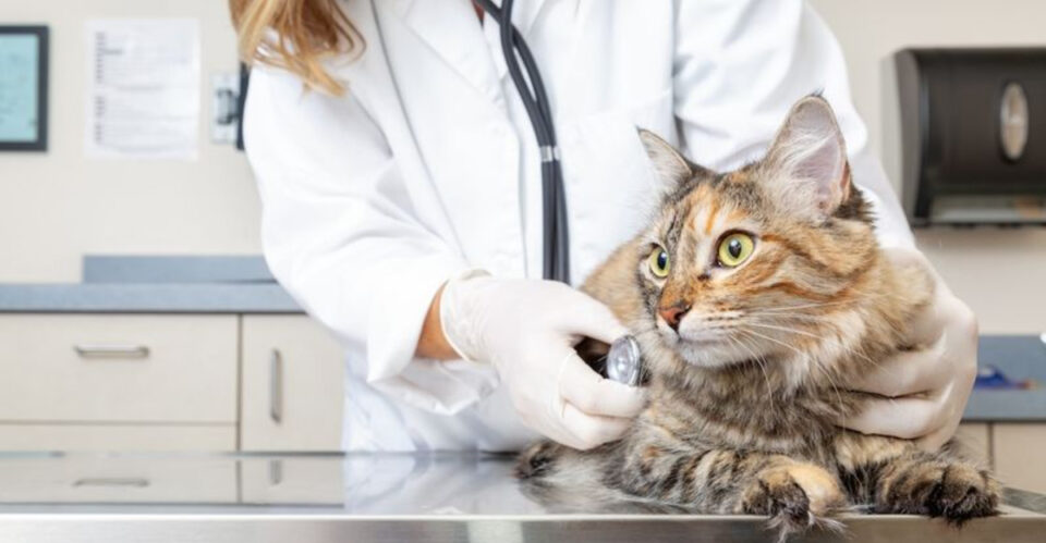 14 Things Your Vet Wishes You Understood About Cats