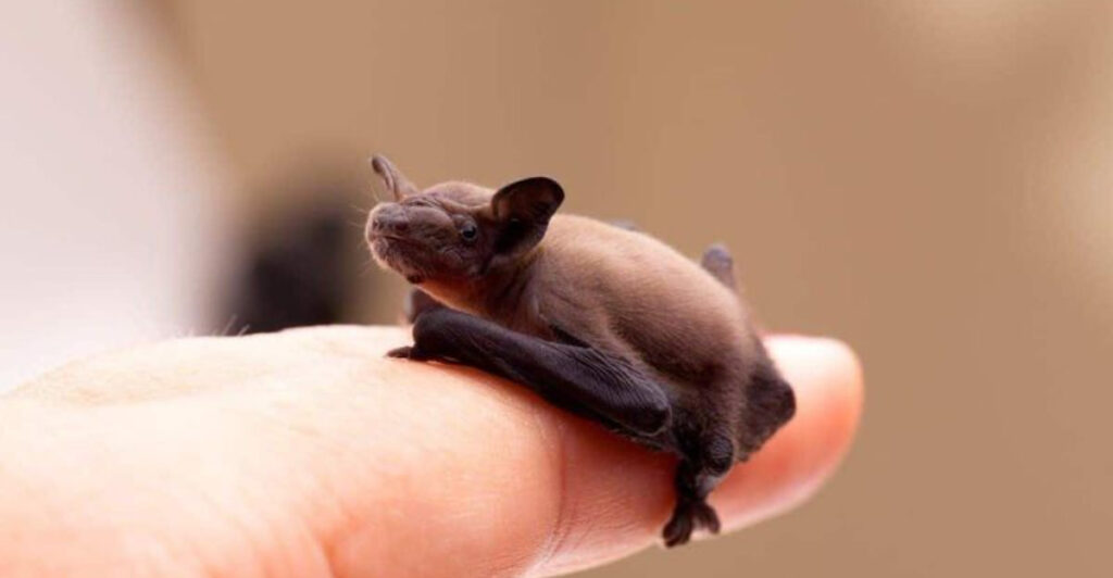 14 Tiniest Mammals On Earth That You Won’t Believe Are Real