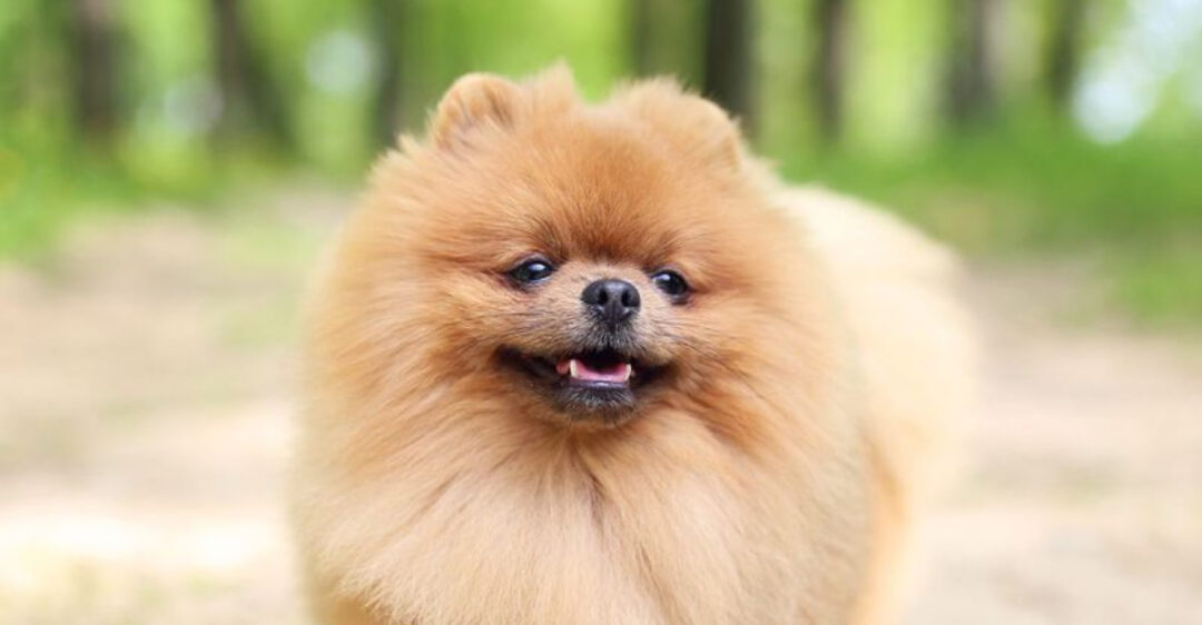 14 Tiny Yet Mighty Dog Breeds With Unmatched Loyalty