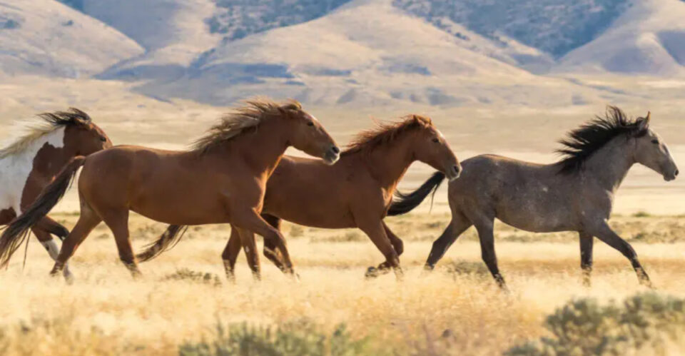 14 Ways America's Wild Horses Embody The Spirit Of The Old West