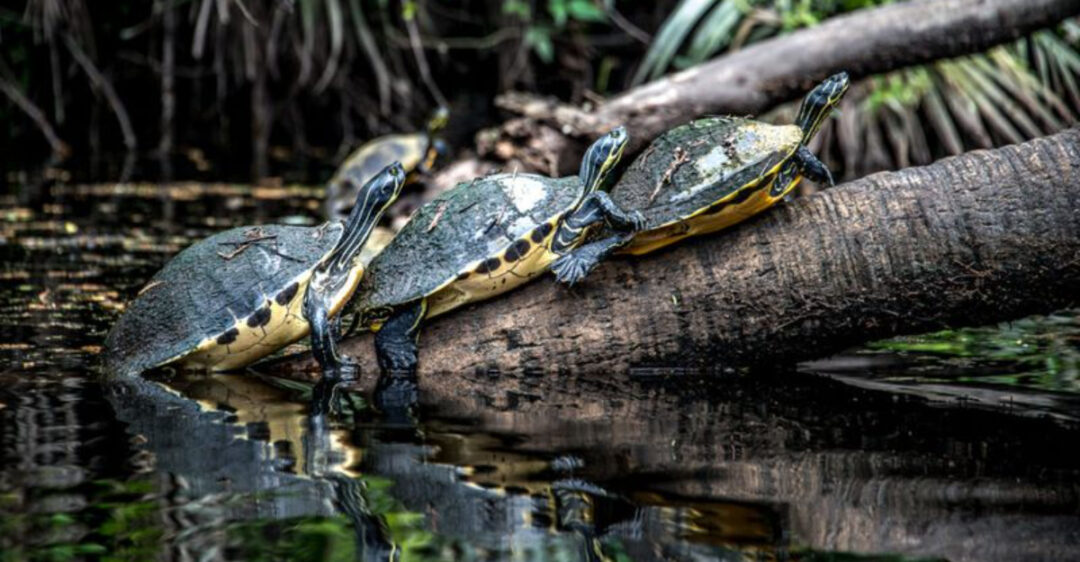 14 Ways Turtles Contribute To River Health And Why They Need Our Protection