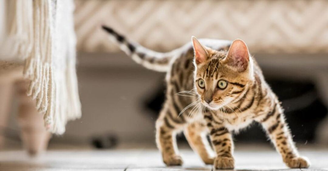 14 Ways Your Cat Will Change During Their Teen Phase