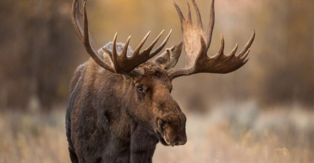 14 Wild Animals Of The Midwest That Can Become Lethal