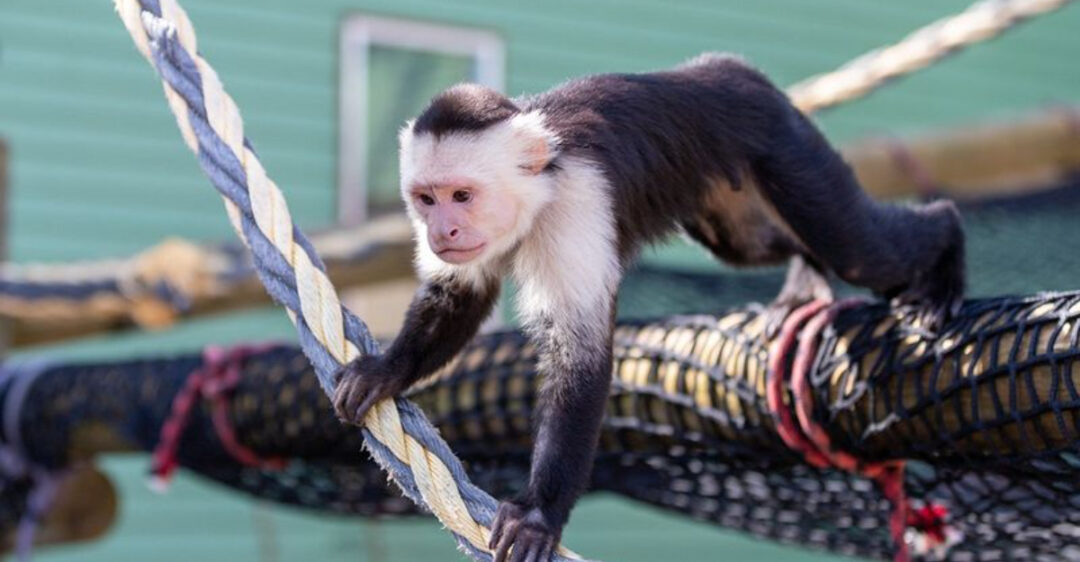 14 Wild Animals Once Kept As Pets In The U.S. (But Not Anymore)