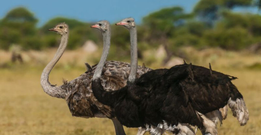 Discover 15 Types Of Hoofed Animals (And Why They Have Them)