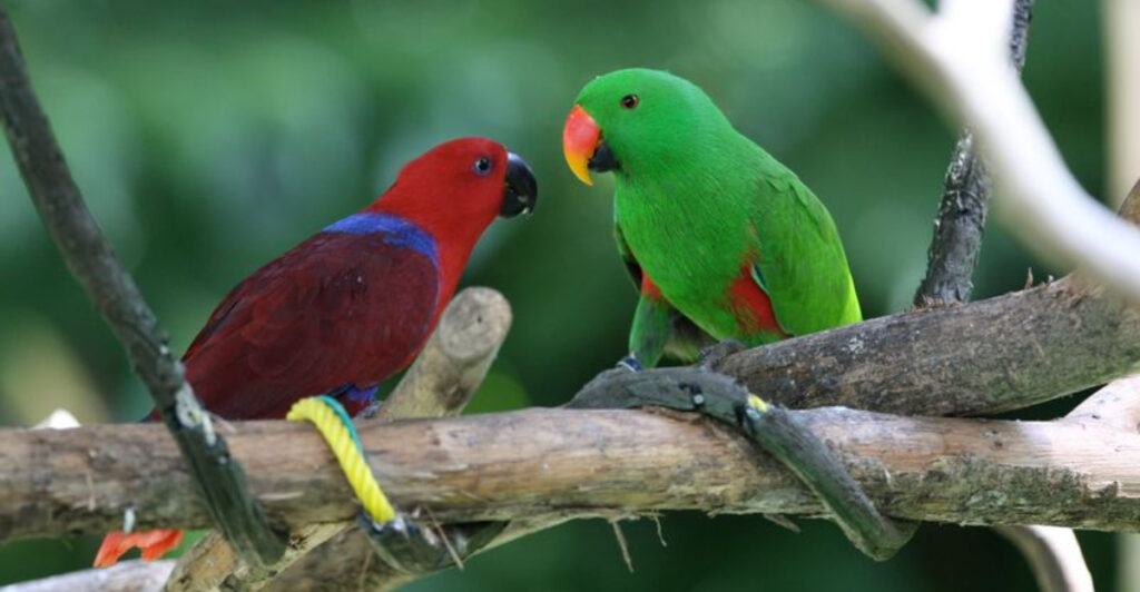 15 Amazing Birds Famous For Their Exceptional Talking Abilities