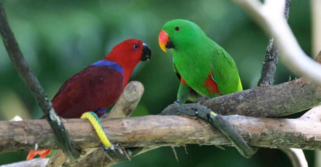 15 Amazing Birds Famous For Their Exceptional Talking Abilities