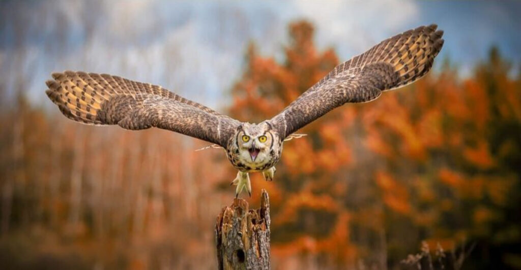 15 Birds Of Prey That Can Spot A Mouse From Miles Away