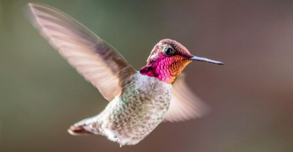 15 Birds That Dazzle With The Most Spectacular Feathers On Earth