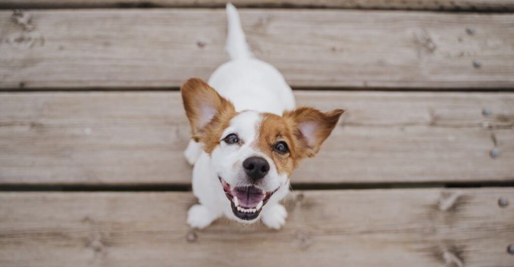 15 Cheerful Dog Breeds That Always Look Like They're Smiling